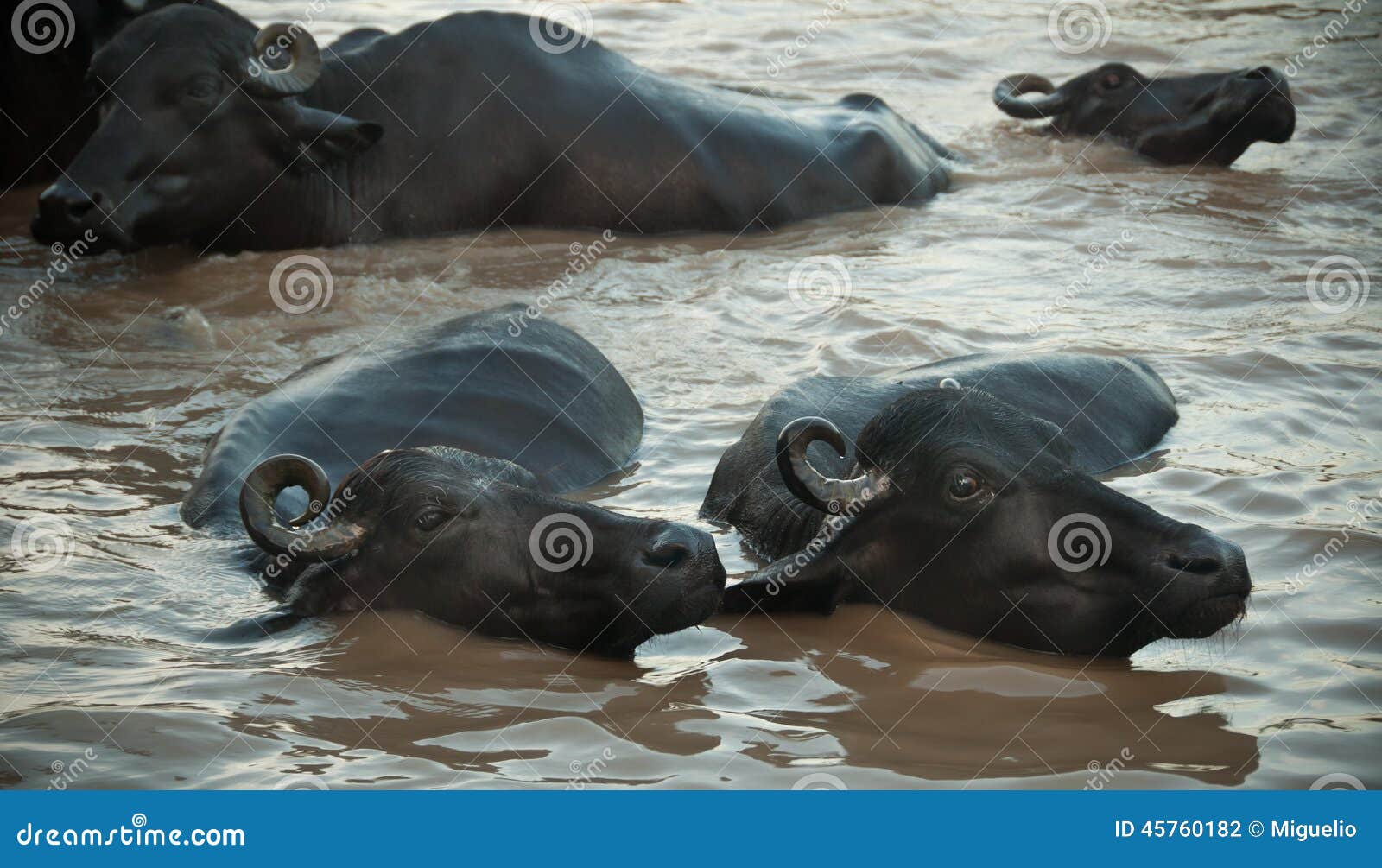 Cows bathing stock photo. Image of hinduism, tourism - 45760182