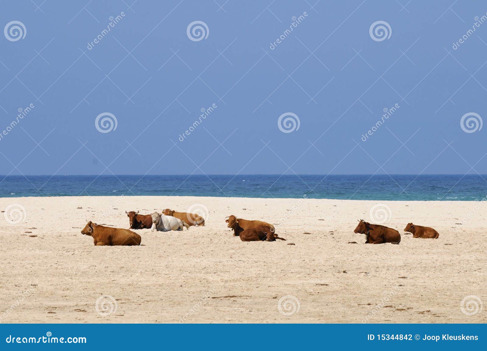Cows On The Beach In India, Cows Resting On A Beach In Goa. Holy Indian ...