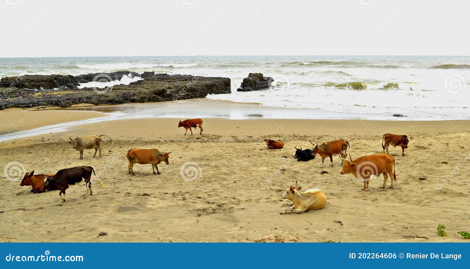 Cows On The Beach In India, Cows Resting On A Beach In Goa. Holy Indian ...