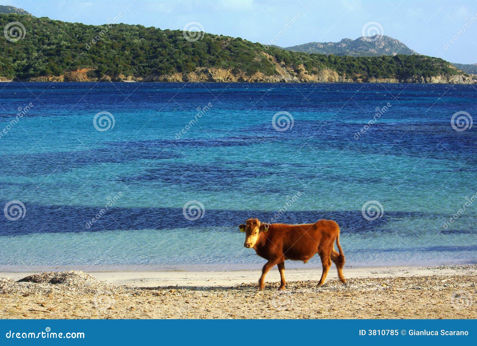 Cows on beach stock image. Image of nature, sand, wild - 3810785