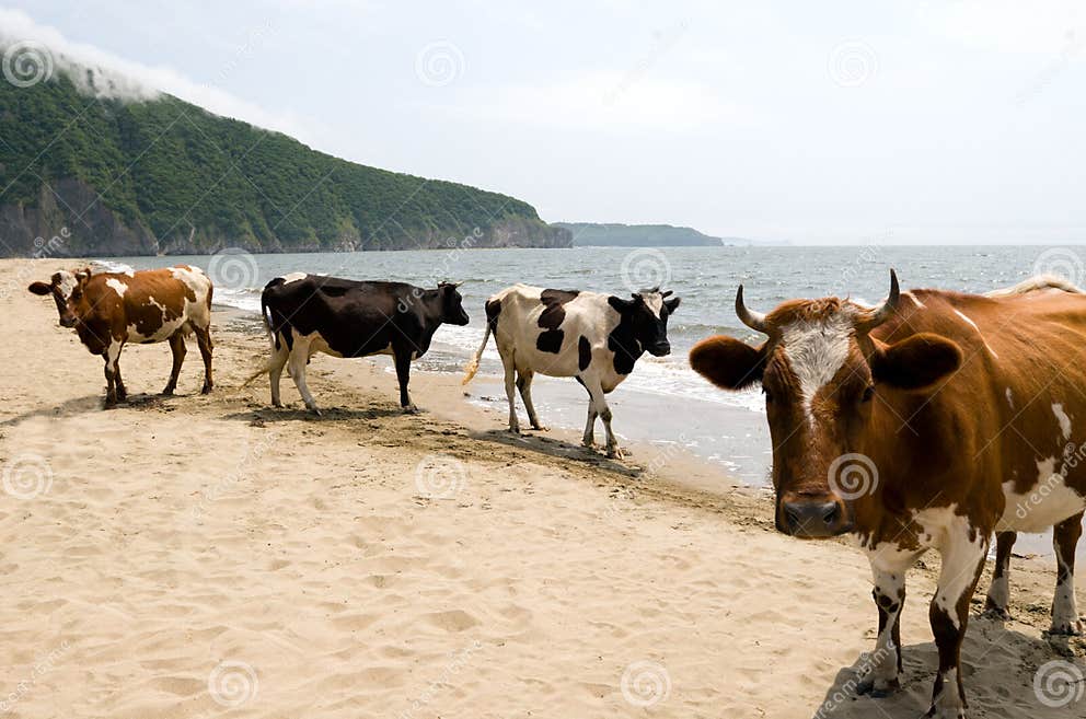 Cows. beach stock image. Image of grazing, beef, mist - 4794999