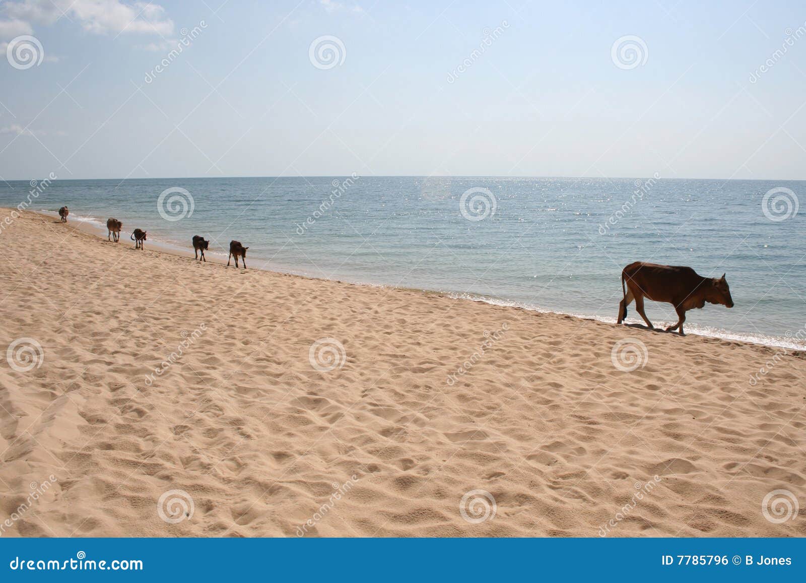 Two Calves On A Beach - Two Baby Cows - Two Bulls - Calf - Looking At ...