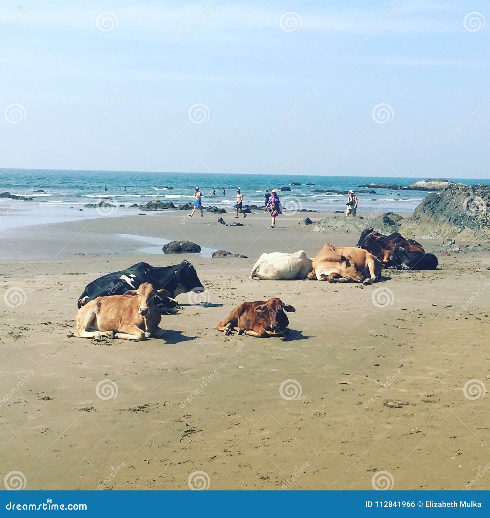 Cows on the beach editorial photo. Image of beach, cows - 112841966