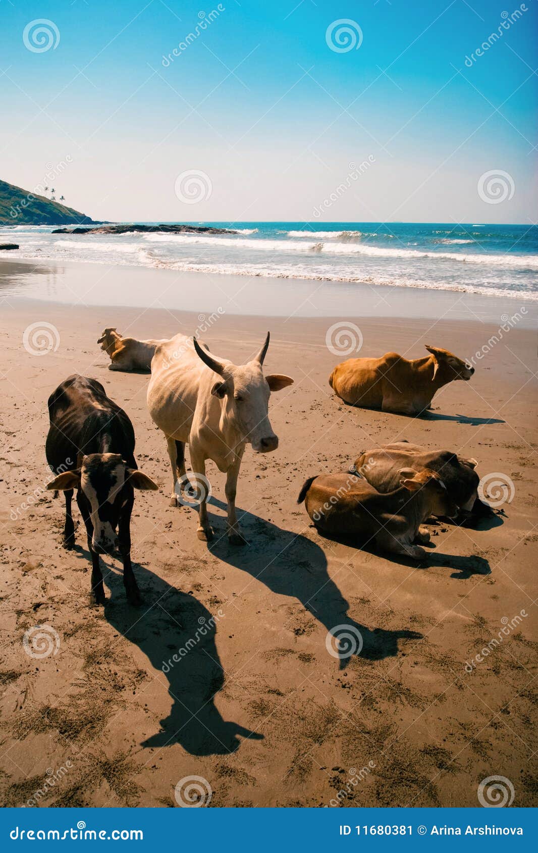 Cows on the Beach, Goa, India Stock Image - Image of edge, animal: 11680381