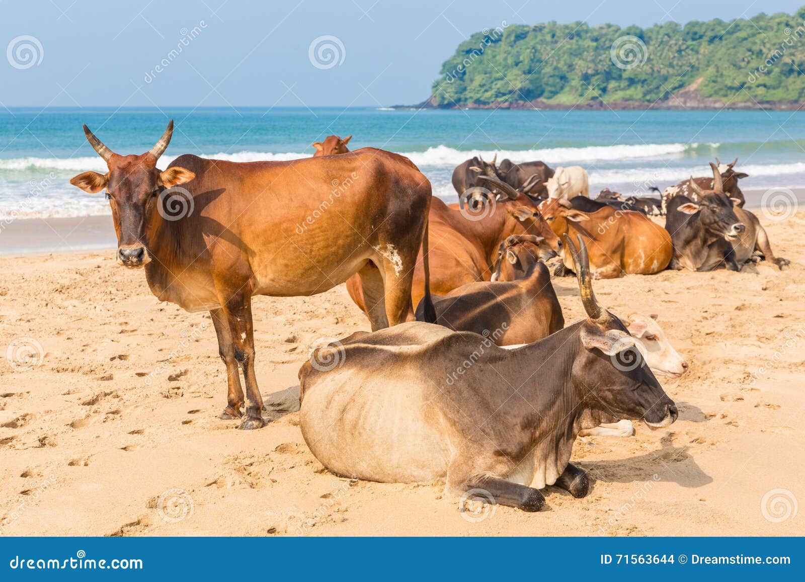 Cows On The Beach In India, Cows Resting On A Beach In Goa. Holy Indian ...