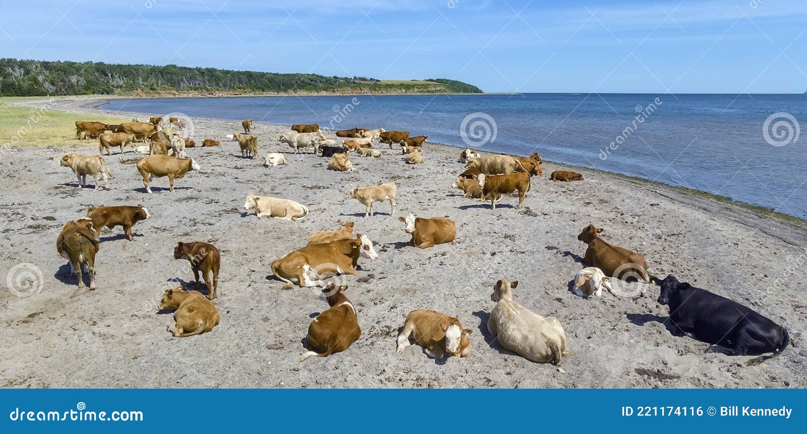 Cows On The Beach In India, Cows Resting On A Beach In Goa. Holy Indian ...