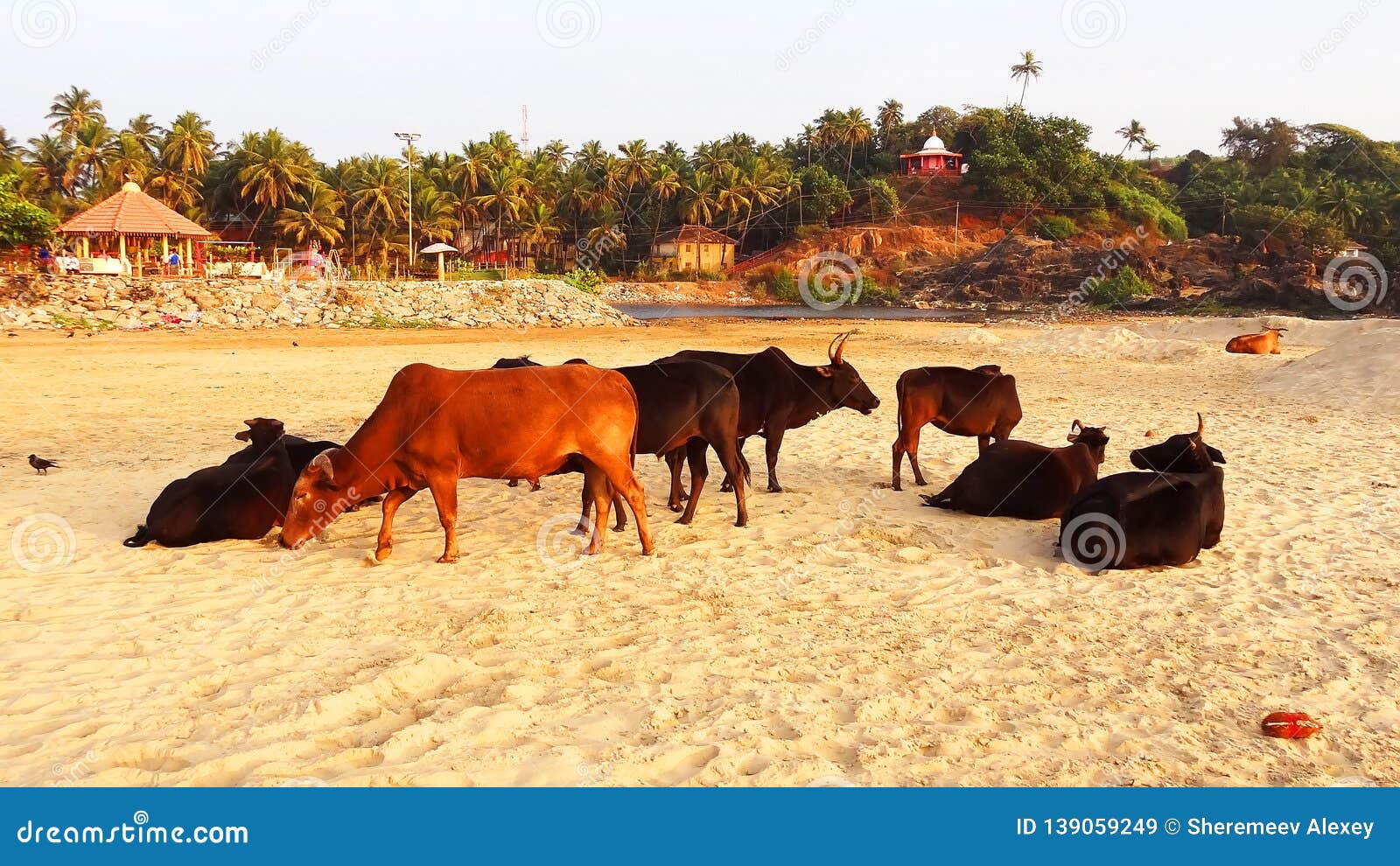 Cows On The Beach In India, Cows Resting On A Beach In Goa. Holy Indian ...