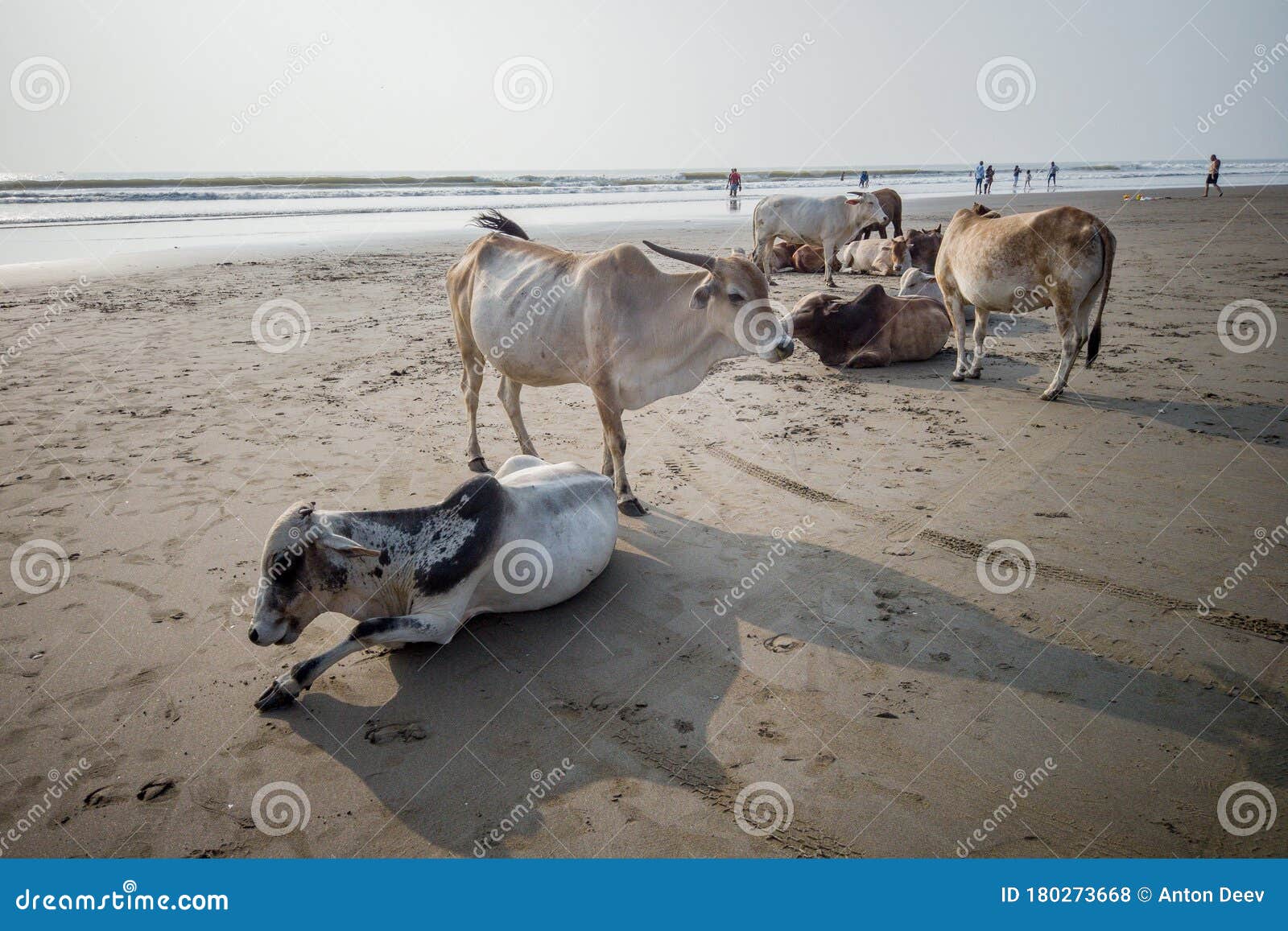 Cows On The Beach In India, Cows Resting On A Beach In Goa. Holy Indian ...