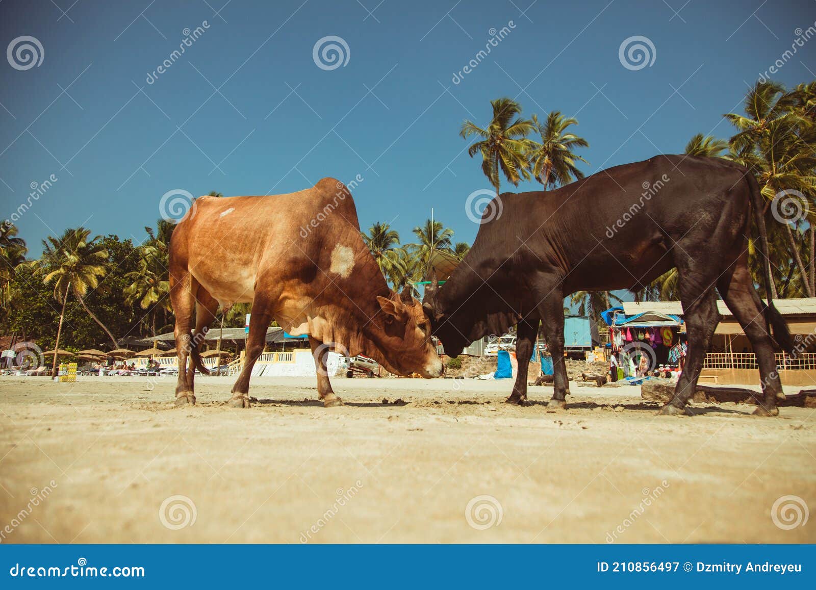 Goa Beach Palolem India, Beaches With Holy Cow Cows Stock Photo ...