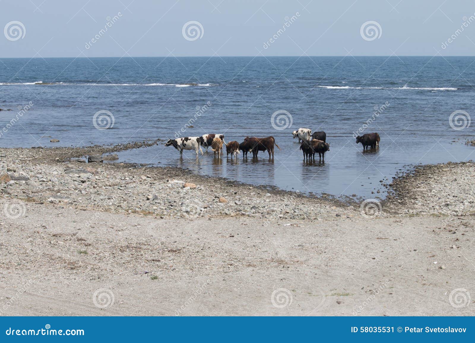Cows on a Beach stock image. Image of beach, cattle, blue - 58035531
