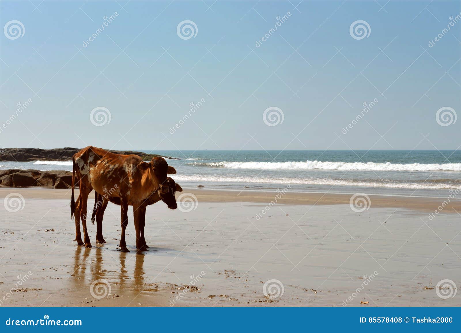 Cows On The Beach In India, Cows Resting On A Beach In Goa. Holy Indian ...
