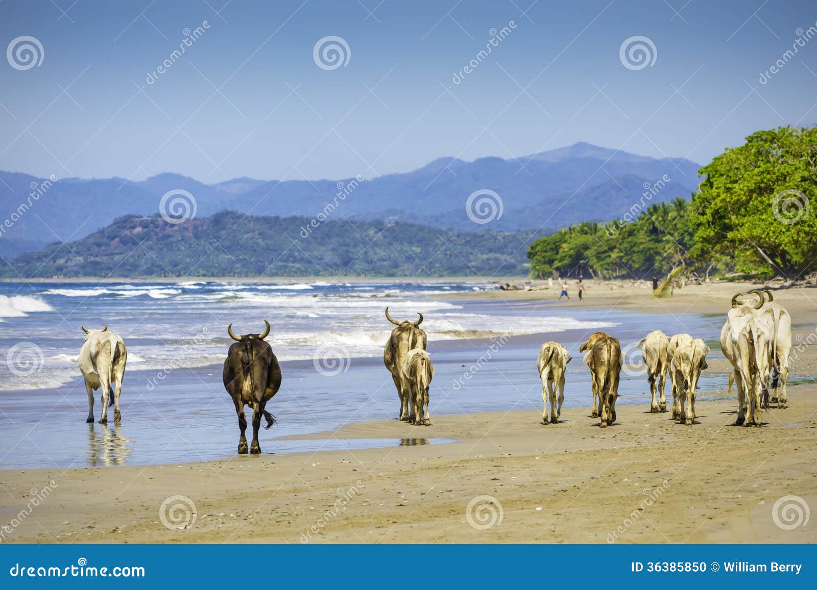 Cows on a Beach stock photo. Image of ocean, brahma, tradition - 36385850