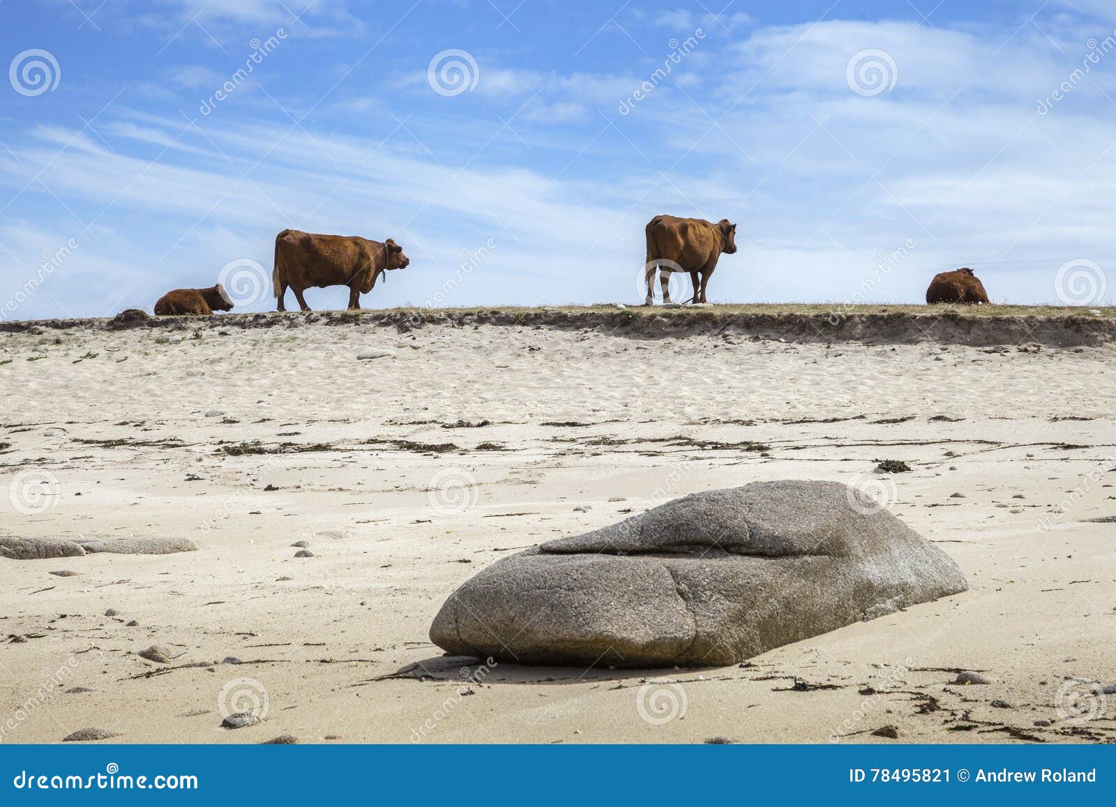 Cows On The Beach In India, Cows Resting On A Beach In Goa. Holy Indian ...