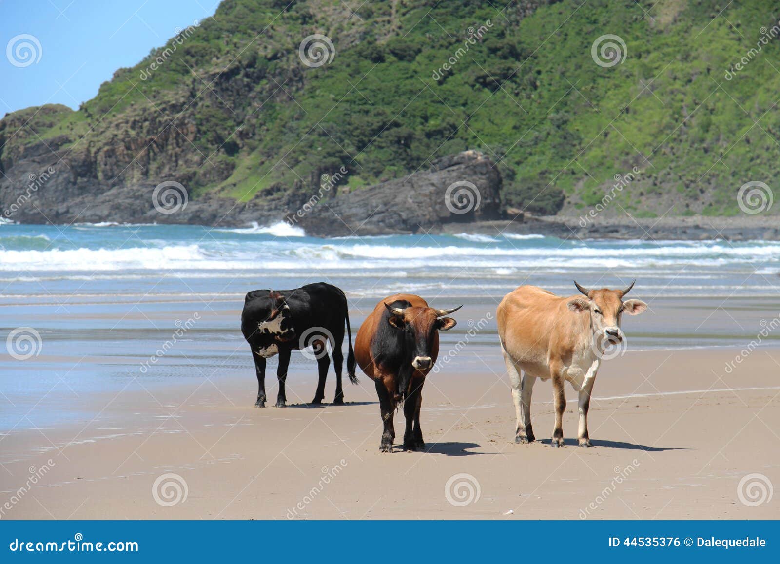 Cows on the beach stock photo. Image of sunlit, recreation - 44535376