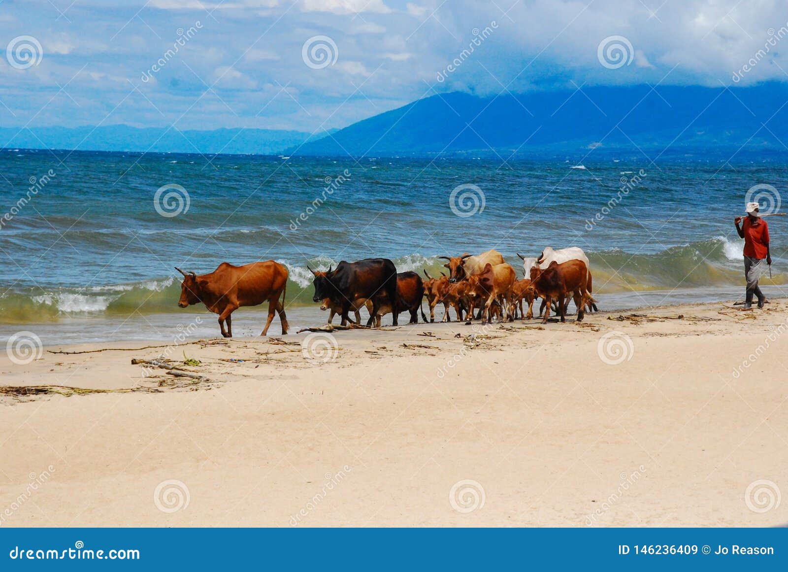 Cows on the beach editorial stock image. Image of seashore - 146236409