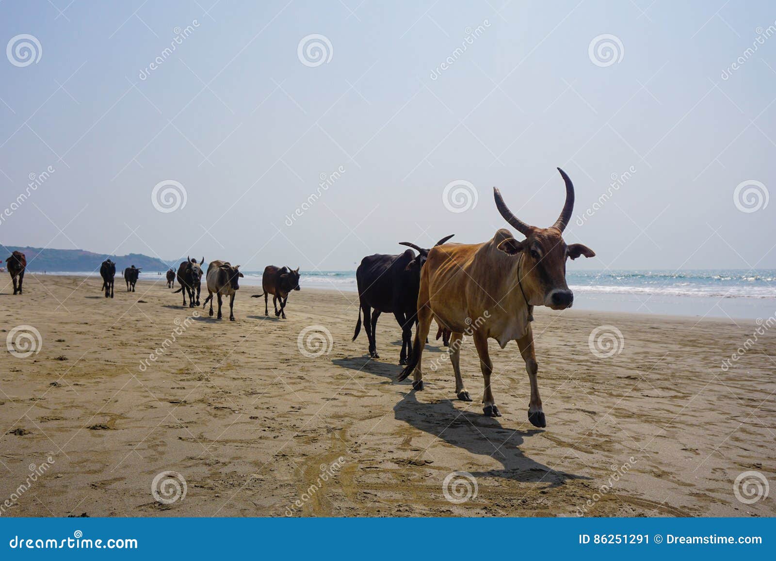 Cows on the beach. stock image. Image of india, beach - 86251291