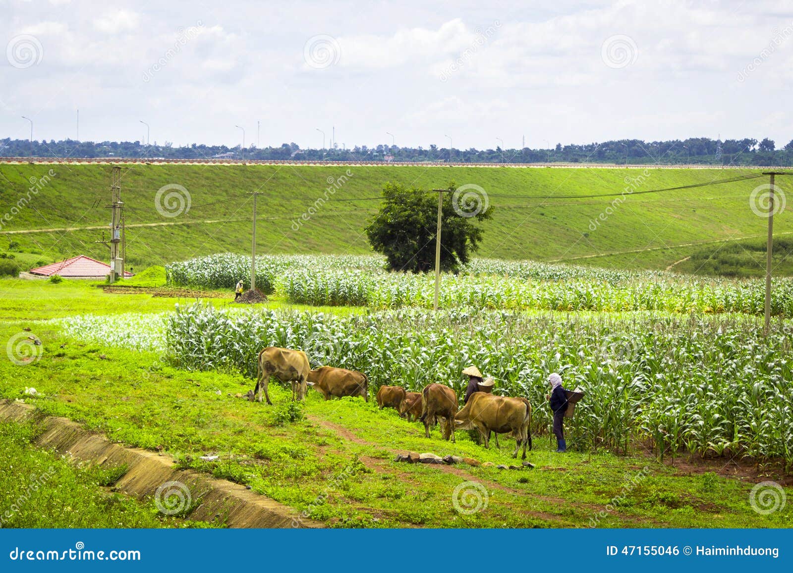 The Cows Behind a Field of Corn Editorial Photo - Image of field ...