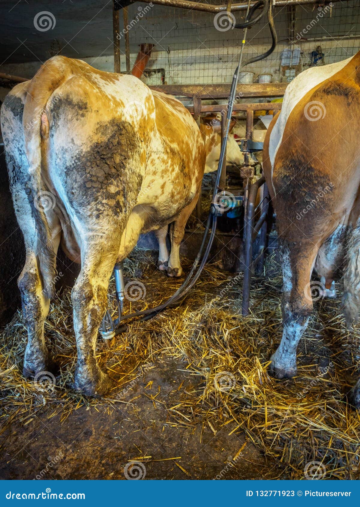Cows being milked stock image. Image of mammal, milk - 132771923
