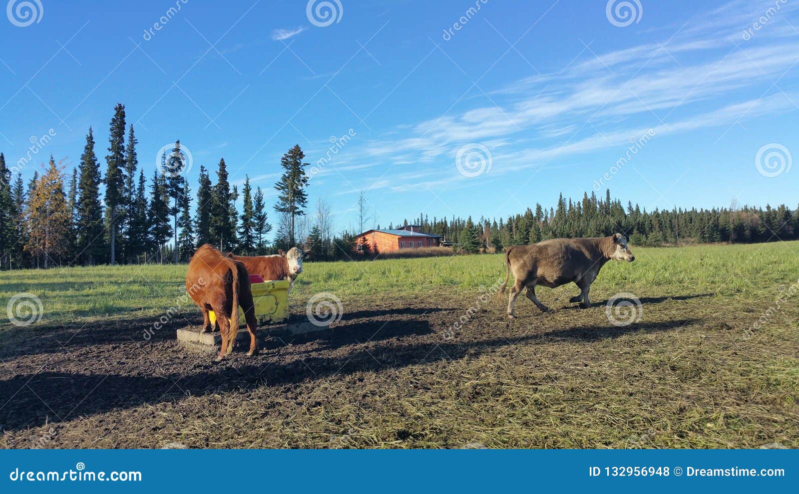 Cows stock photo. Image of alaska, beautiful, livestock - 132956948