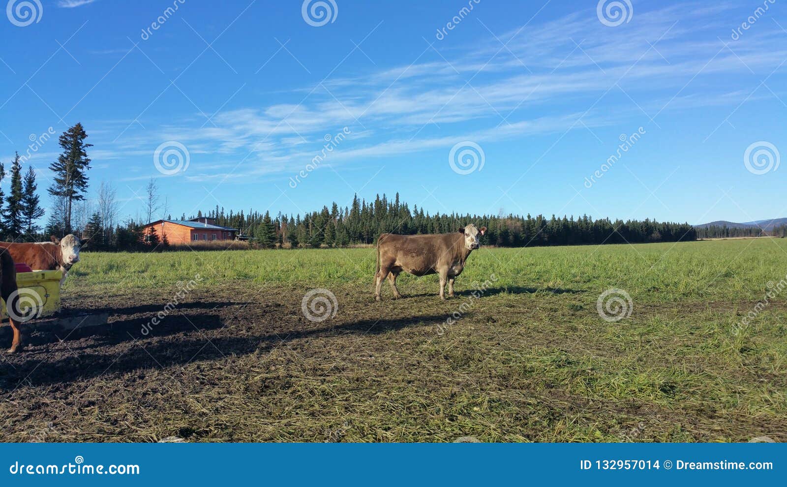 Cows stock photo. Image of livestock, alaska, cows, beautiful - 132957014
