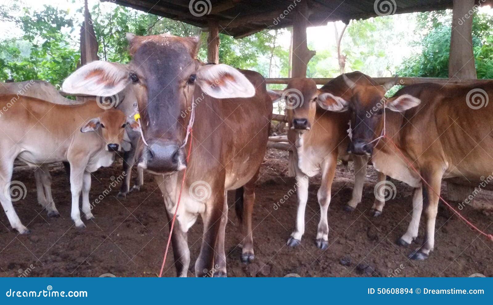 Cows stock photo. Image of love, family, cows - 50608894