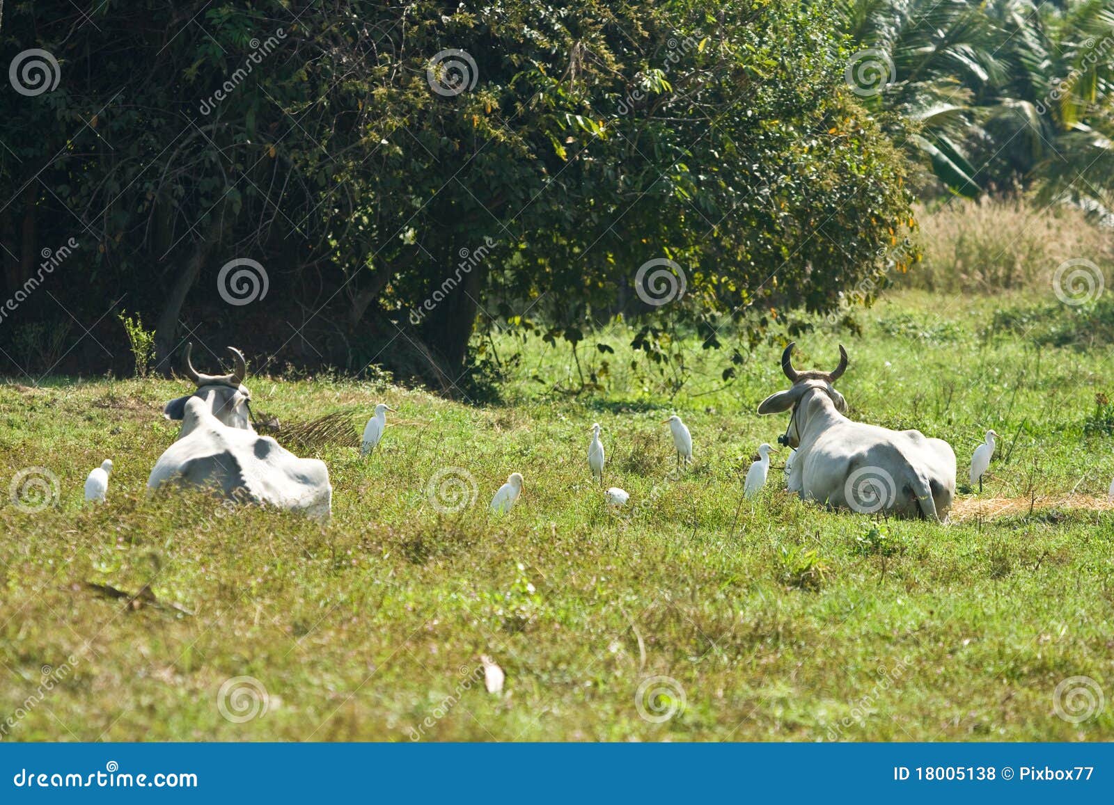 Cows and birds stock photo. Image of rope, field, wide - 18005138
