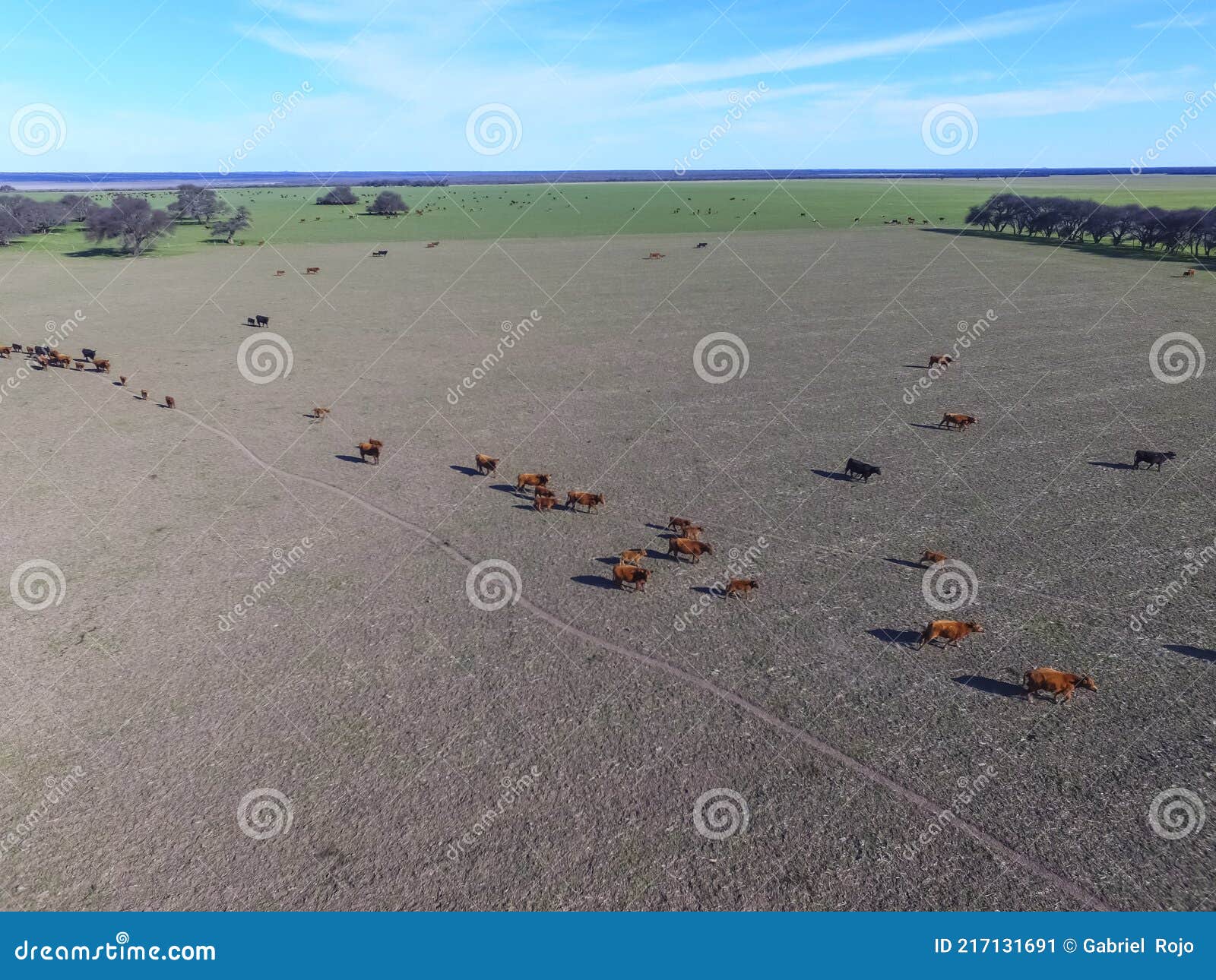 Cows and Birds in Flight, Cattle Egret Flock, Stock Image - Image of ...
