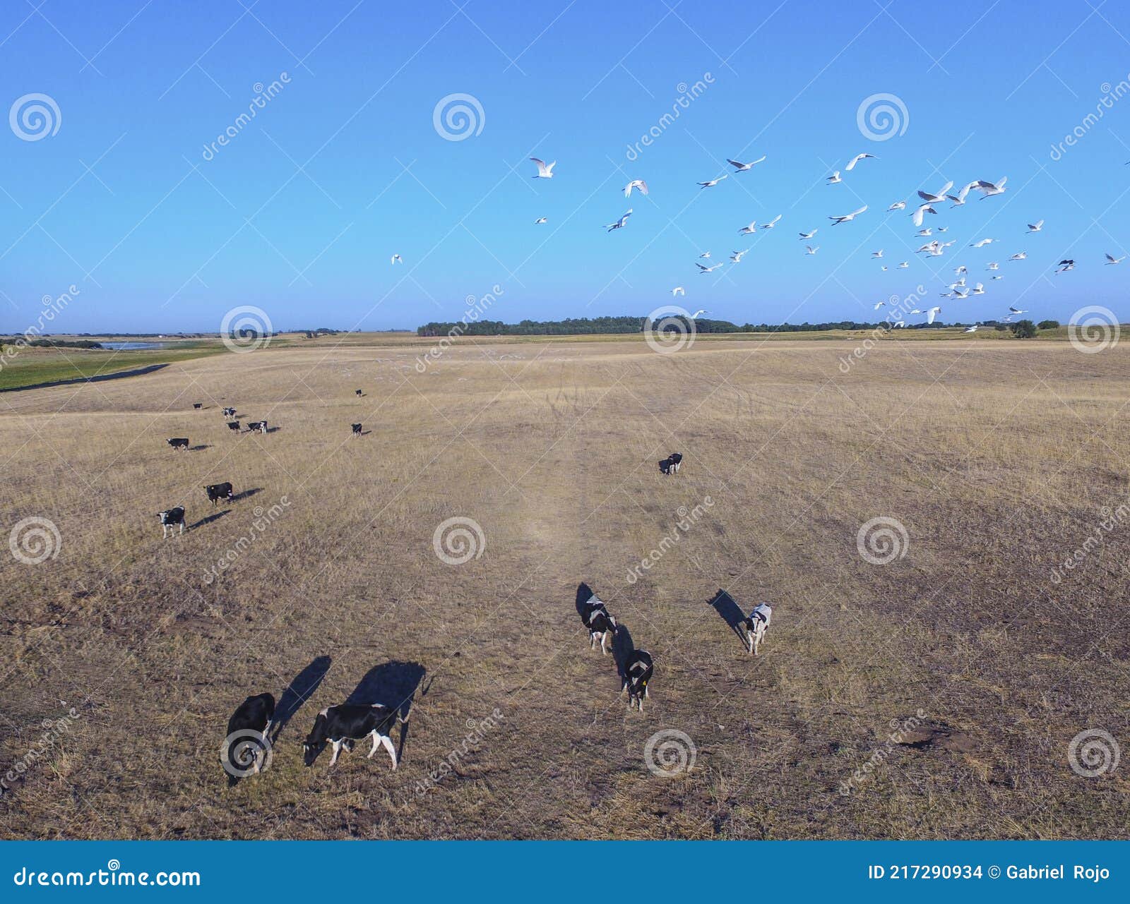 Cows and Birds in Flight, Cattle Egret Flock, Stock Photo - Image of ...