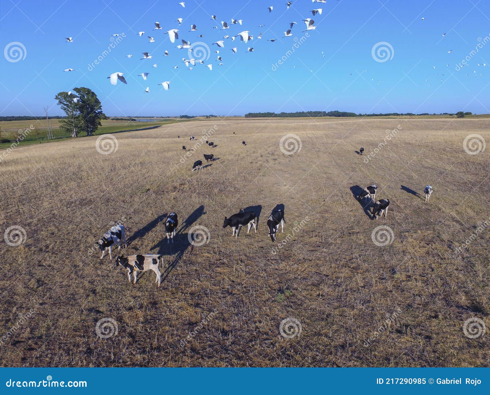 Cows and Birds in Flight, Cattle Egret Flock Stock Image - Image of ...