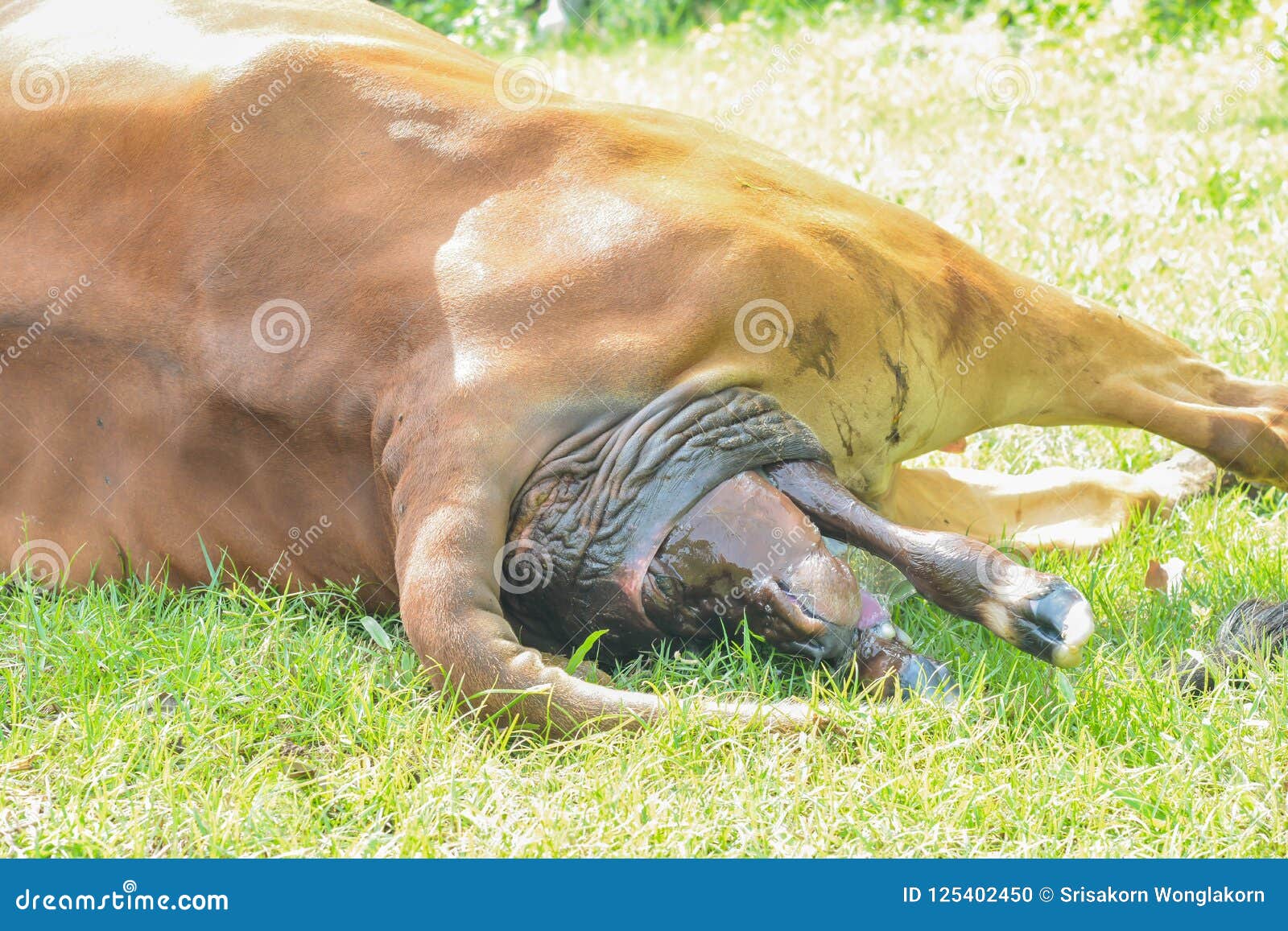 The cows are birth stock photo. Image of birth, hoofed - 125402450