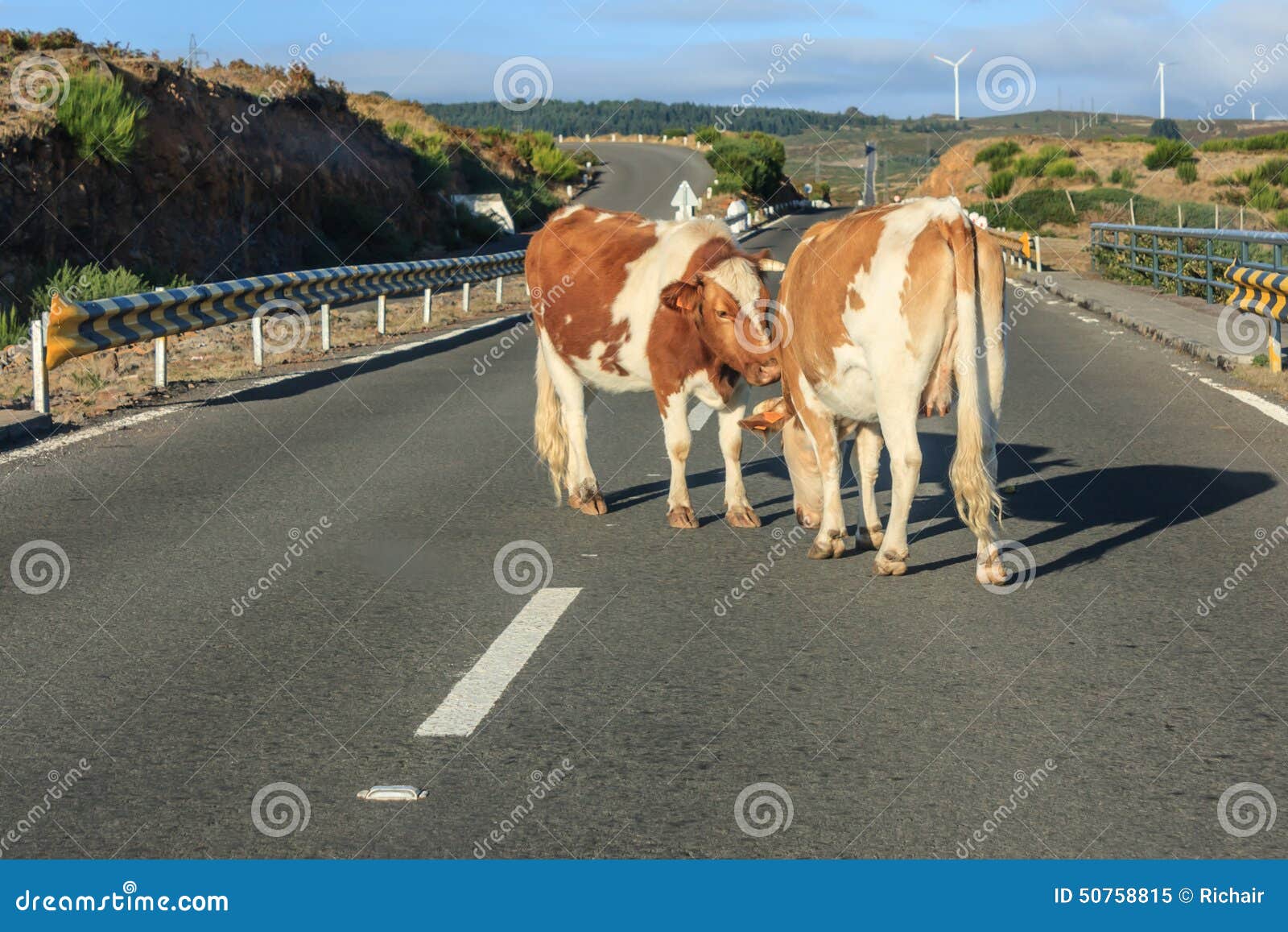 Cows blocking traffic stock image. Image of cattle, blockage - 50758815