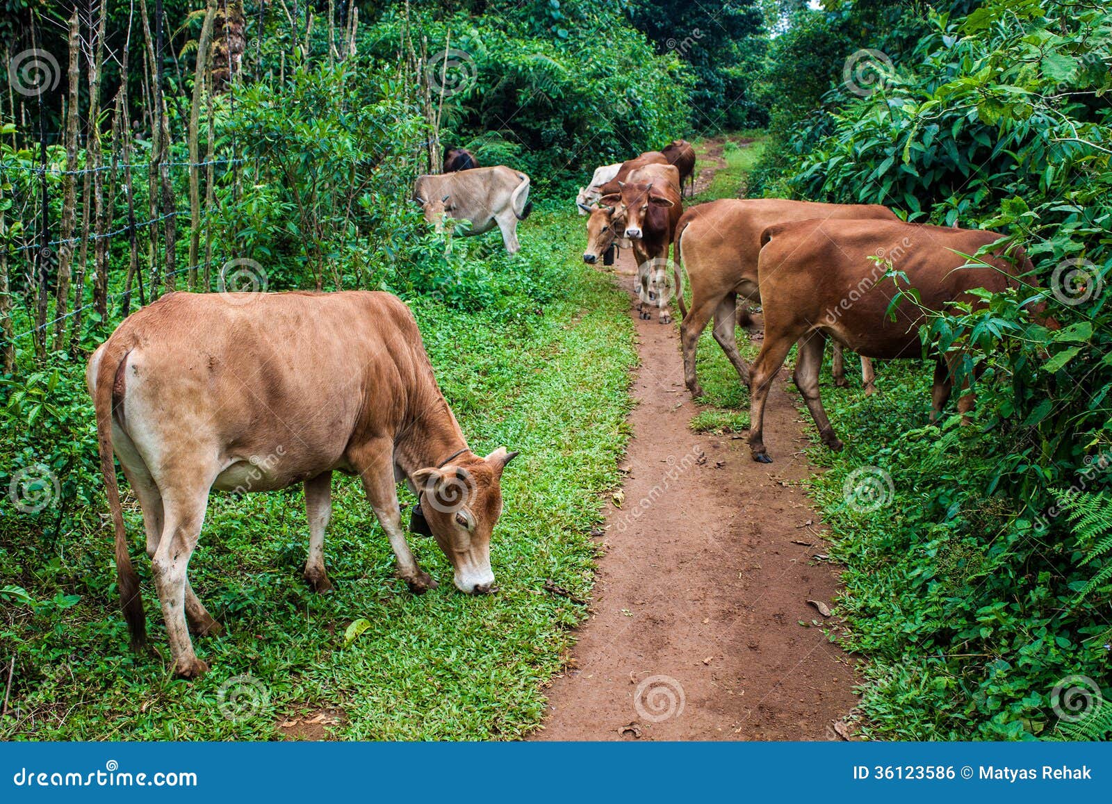Cows stock photo. Image of calf, asian, eating, cattle - 36123586