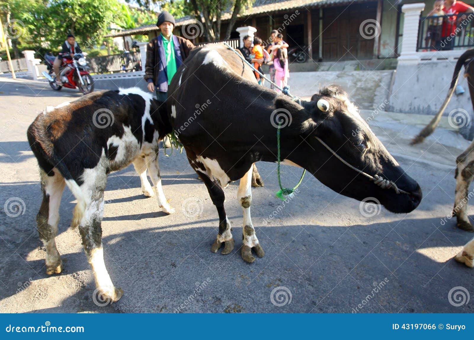 Cows editorial photo. Image of indonesia, cows, ritual - 43197066