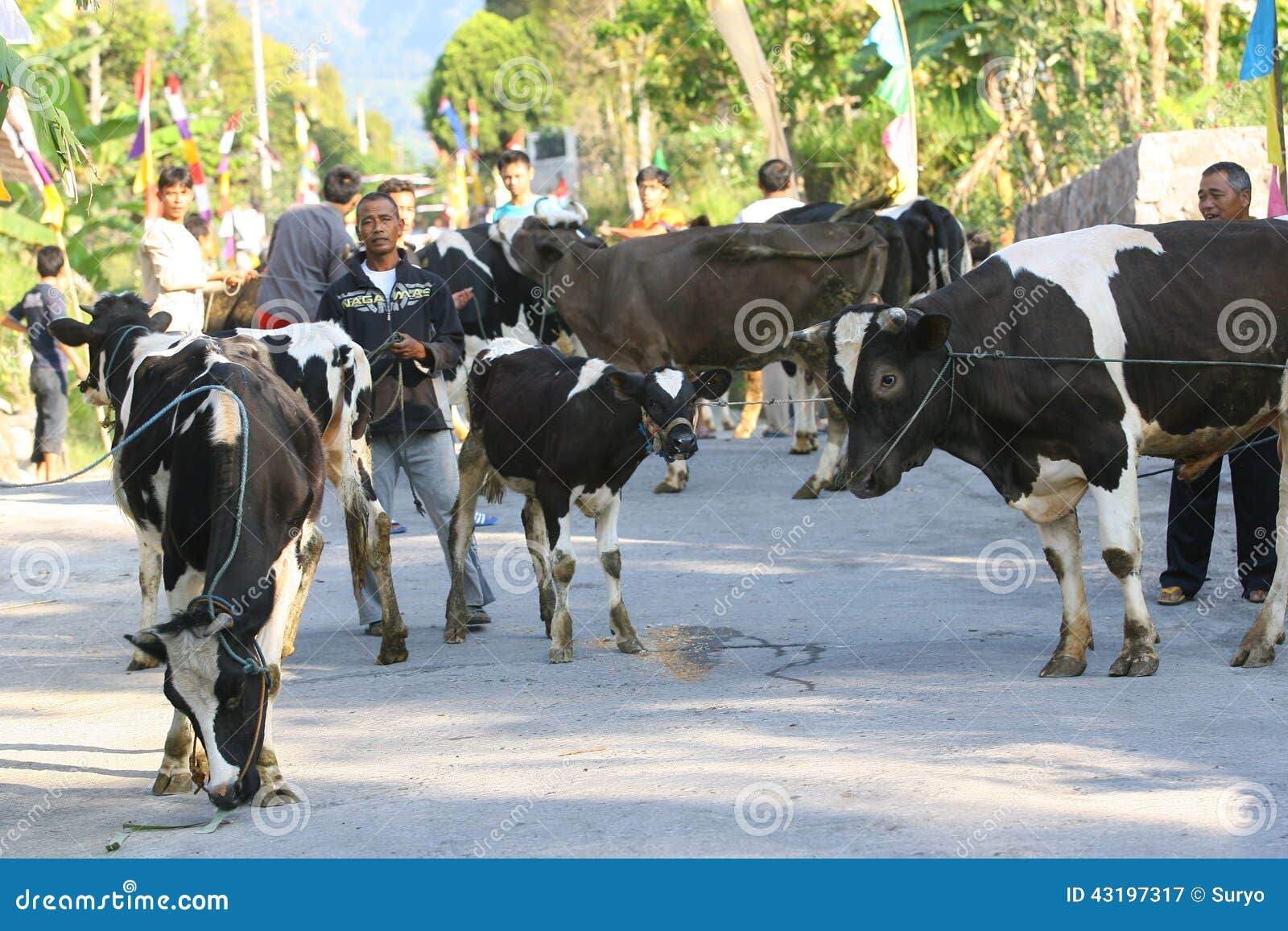 Cows editorial photography. Image of ritual, mamalia - 43197317