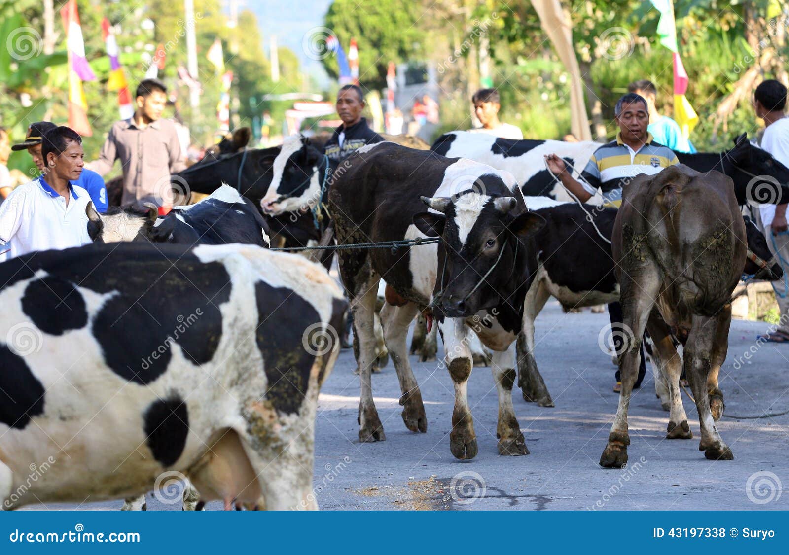 Cows editorial stock photo. Image of java, farm, held - 43197338