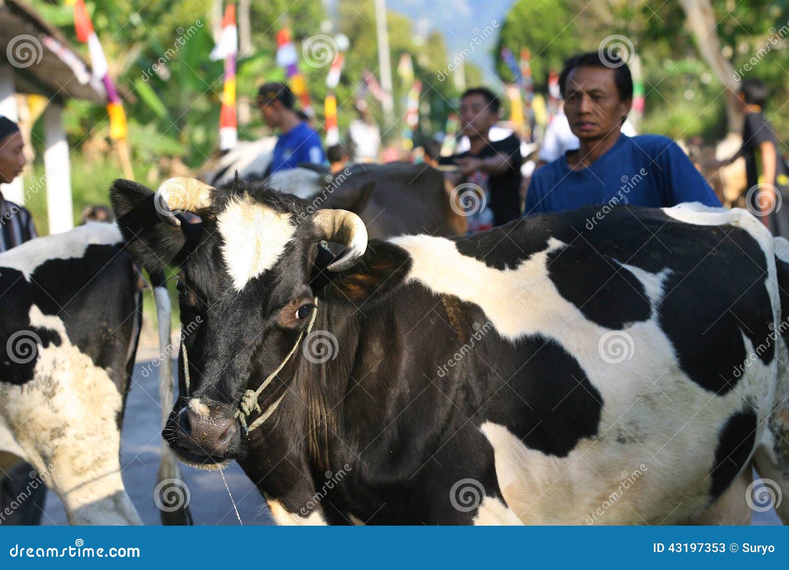 Cows editorial stock photo. Image of java, indonesia - 43197353