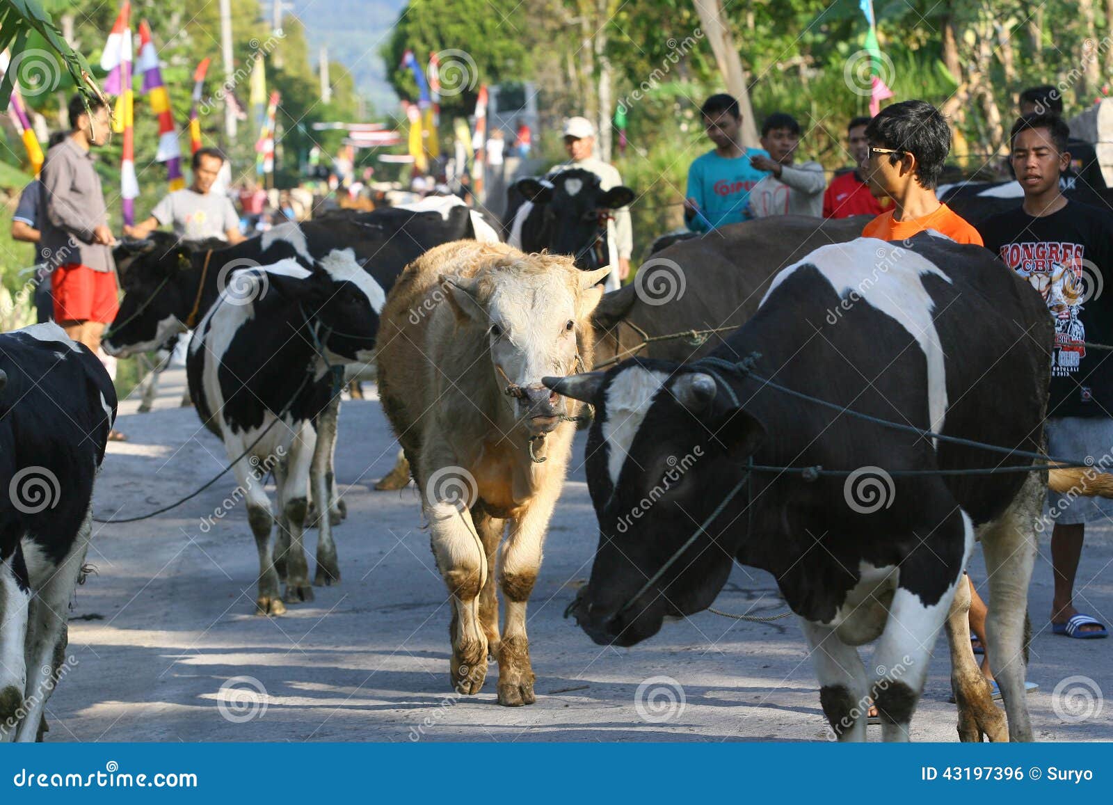 Cows editorial photo. Image of ritual, boyolali, breeders - 43197396