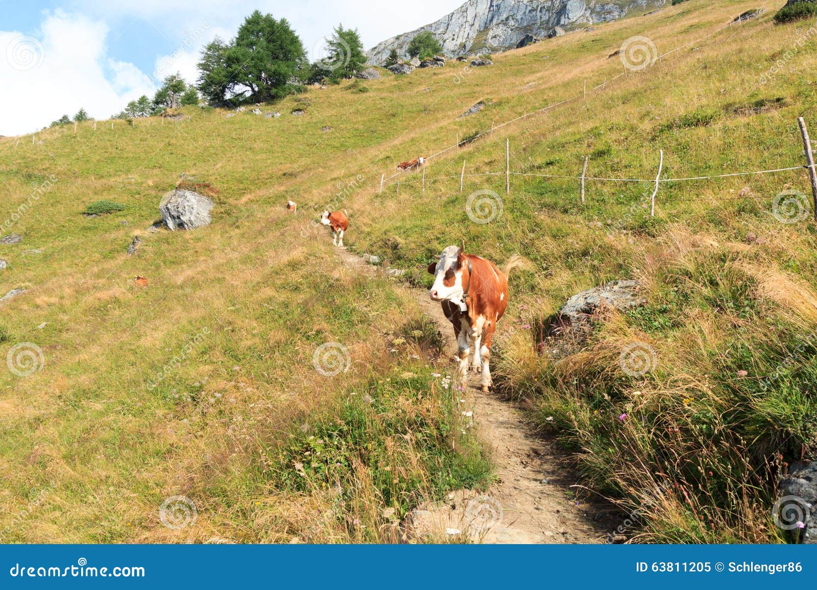 Cows Browsing on a Footpath on a Mountain in the Hohe Tauern Alps ...