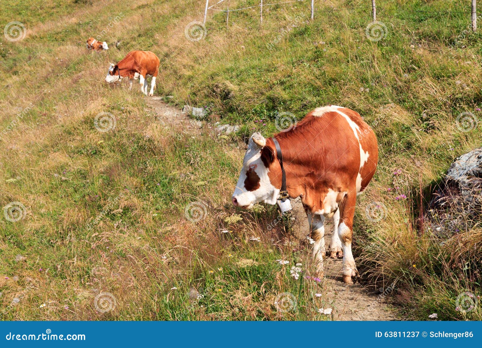 Cows Browsing on a Footpath on a Mountain in the Hohe Tauern Alps ...