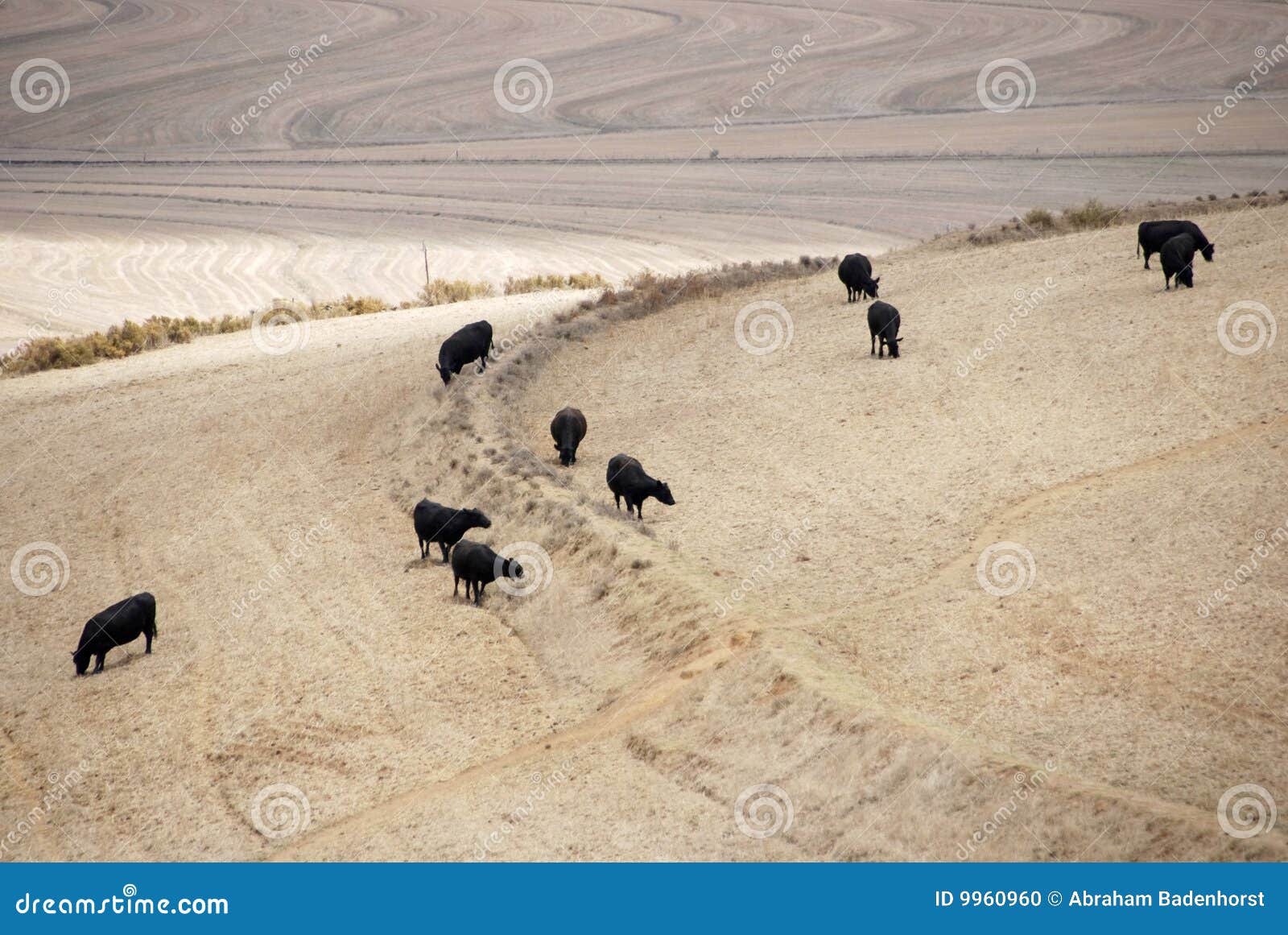 Cows Browsing in a Wheat Field Stock Photo - Image of cattle ...