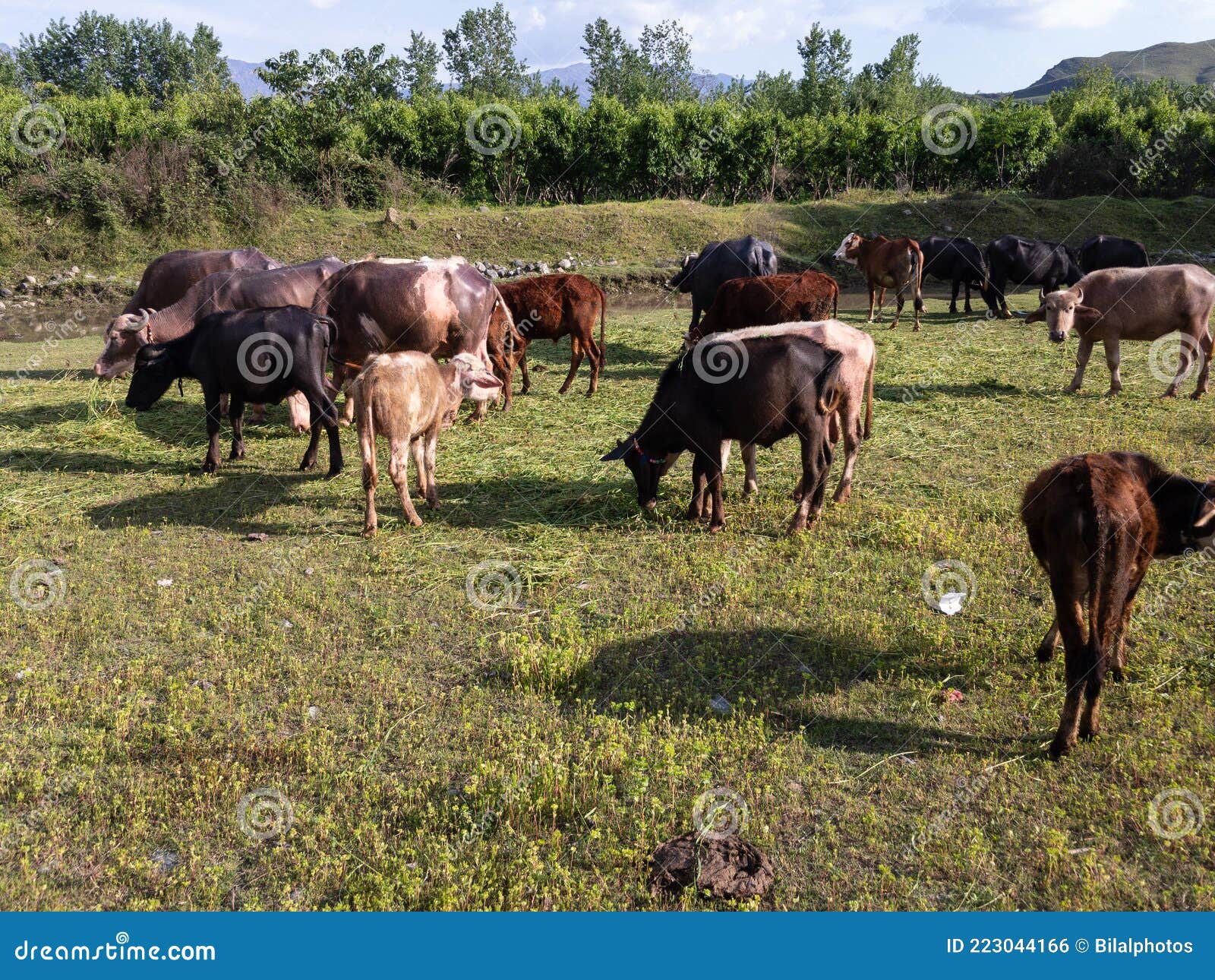 Cows and Buffaloes Grazing in Green Fields Stock Photo - Image of field ...