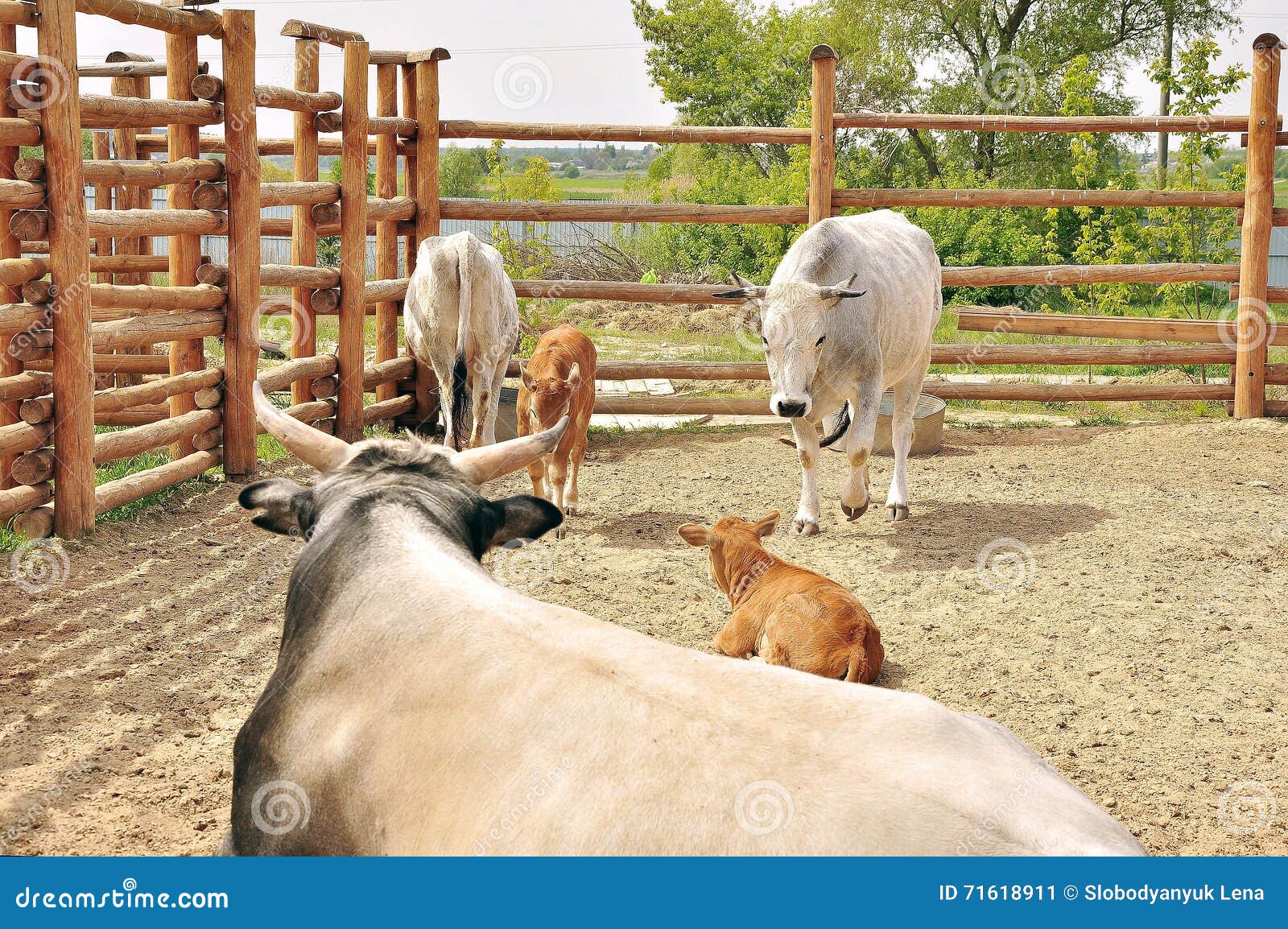 Cows, bull and calves stock image. Image of mammal, country - 71618911