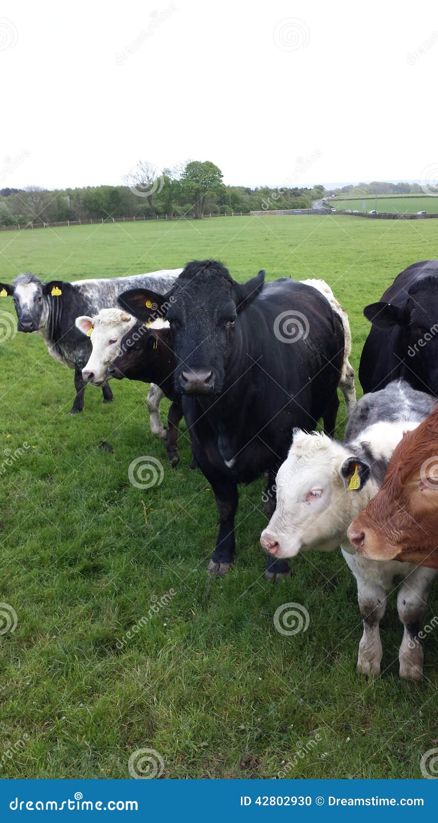 Cows bulls stock photo. Image of cite, cute, huddled - 42802930