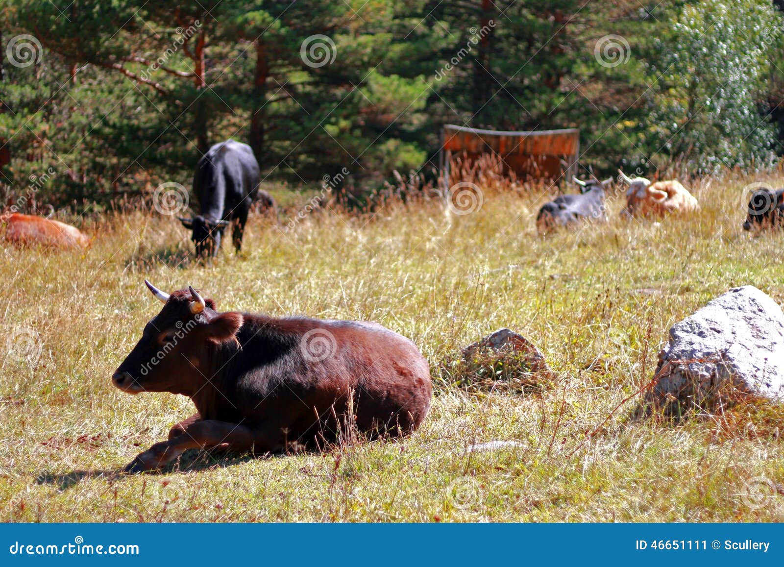 Cows and Bulls Laying on he Summer Meadow Stock Image - Image of milk ...