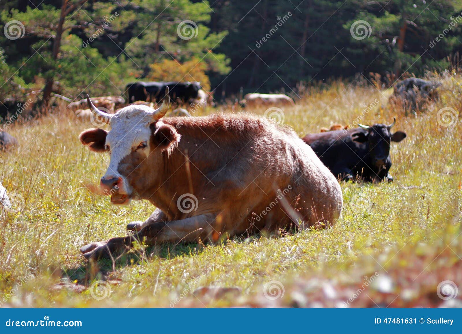 Cows and Bulls Laying on he Summer Meadow Stock Image - Image of ...