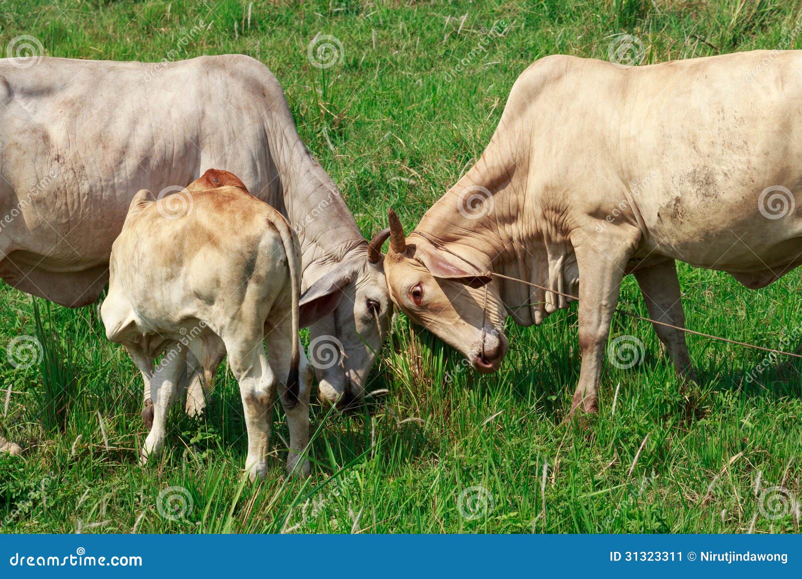 Cows butting heads stock image. Image of beef, bull, pets - 31323311