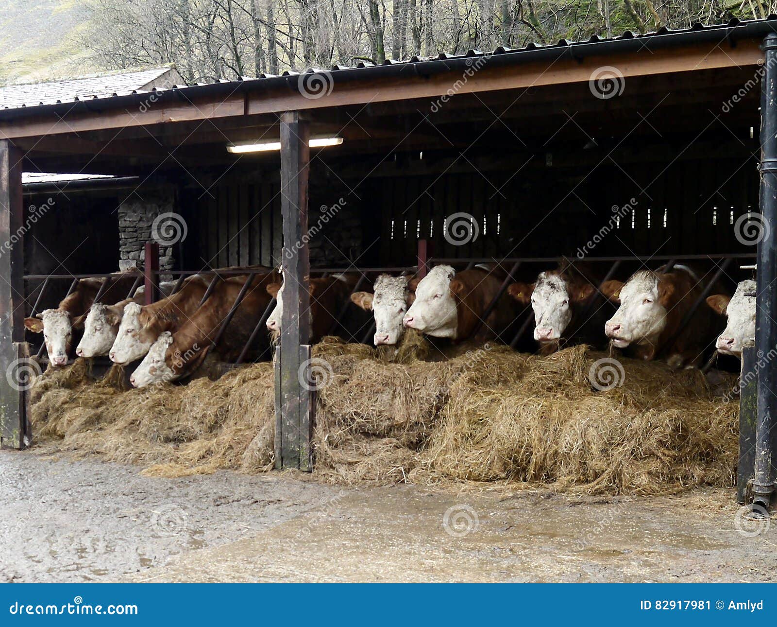 Cows in byre stock image. Image of domestic, background - 82917981