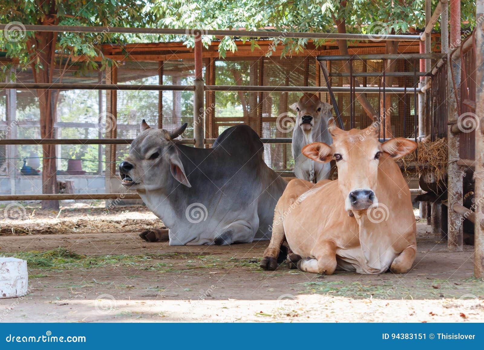 Cows in cage. stock image. Image of animal, industry - 94383151