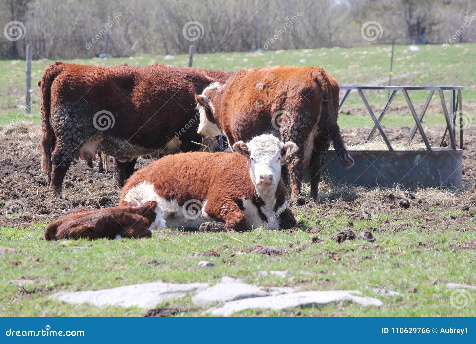 Cows & Calf in Holding Enclosure Stock Photo - Image of enclosure ...