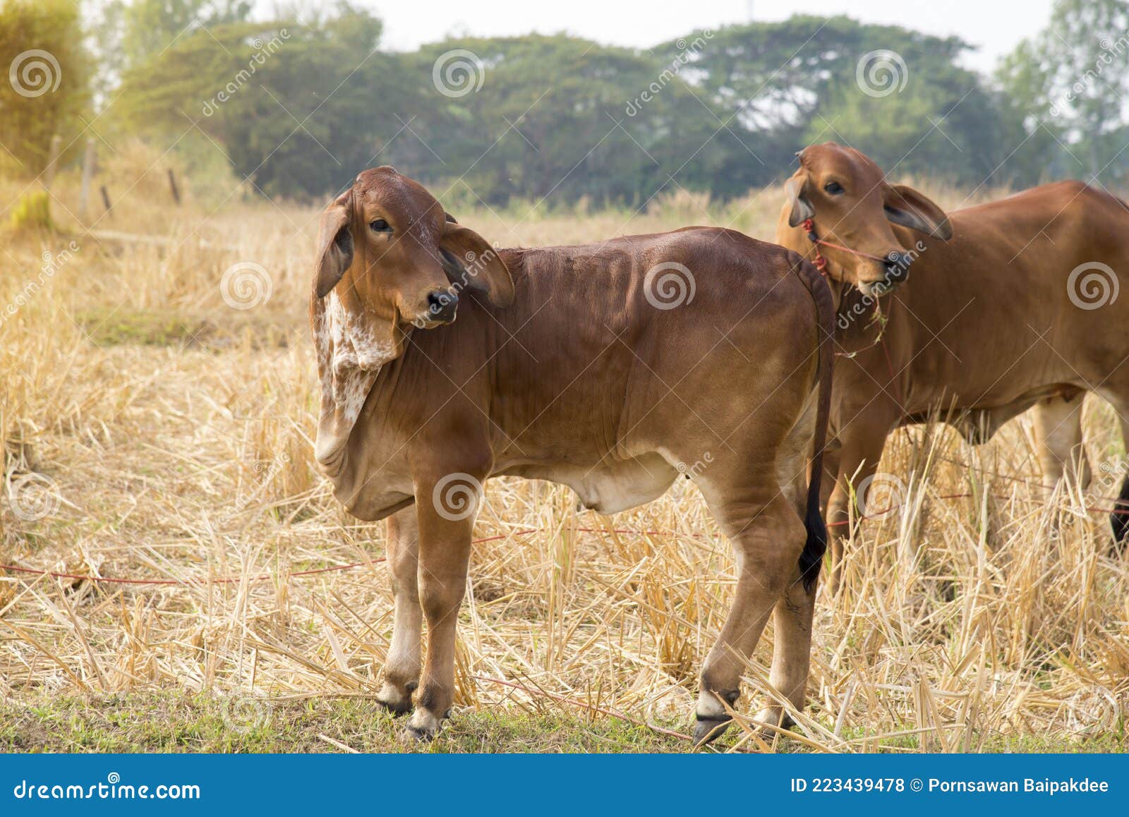 Cows, Calf Eating Hay, Cow Eating Grass Royalty-Free Stock Image ...